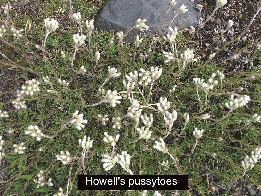 Native Plant Sale — Friends of Black Hill Nature Programs