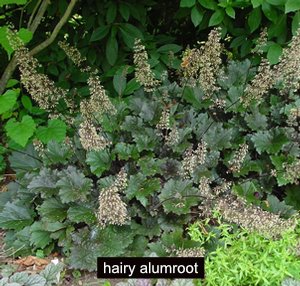 Native Plant Sale — Friends of Black Hill Nature Programs