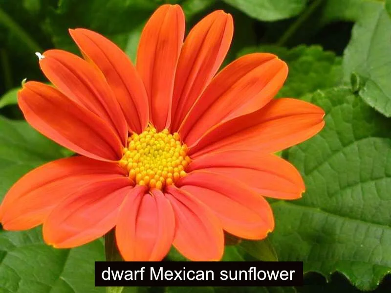 Native Plant Sale — Friends of Black Hill Nature Programs