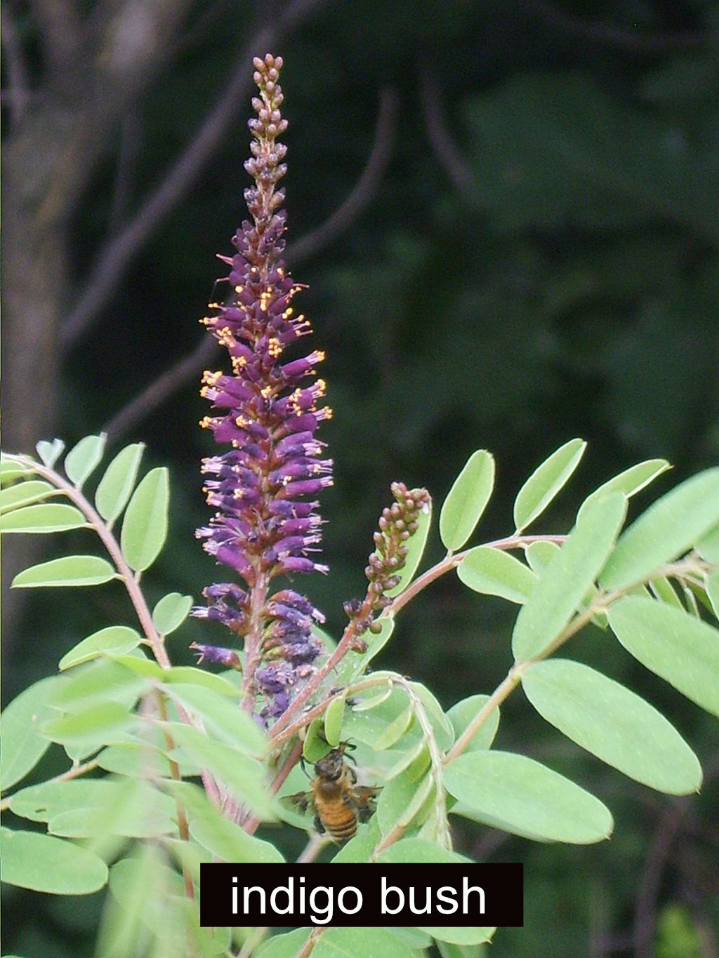 Native Plant Sale — Friends of Black Hill Nature Programs