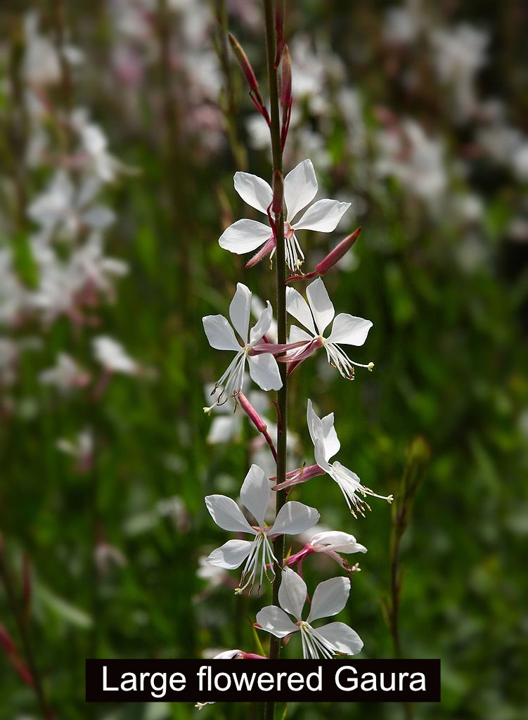 Native Plant Sale — Friends of Black Hill Nature Programs
