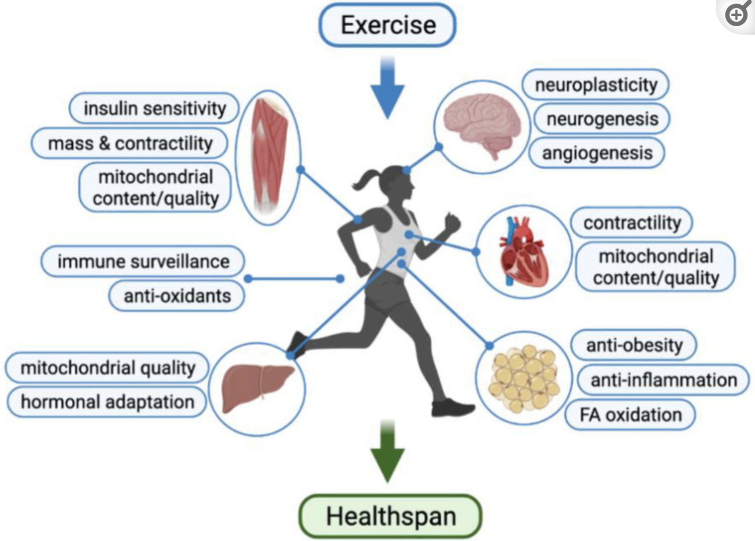 Promoting Healthspan & Healthy Aging Through Exercise — Poseidon ...