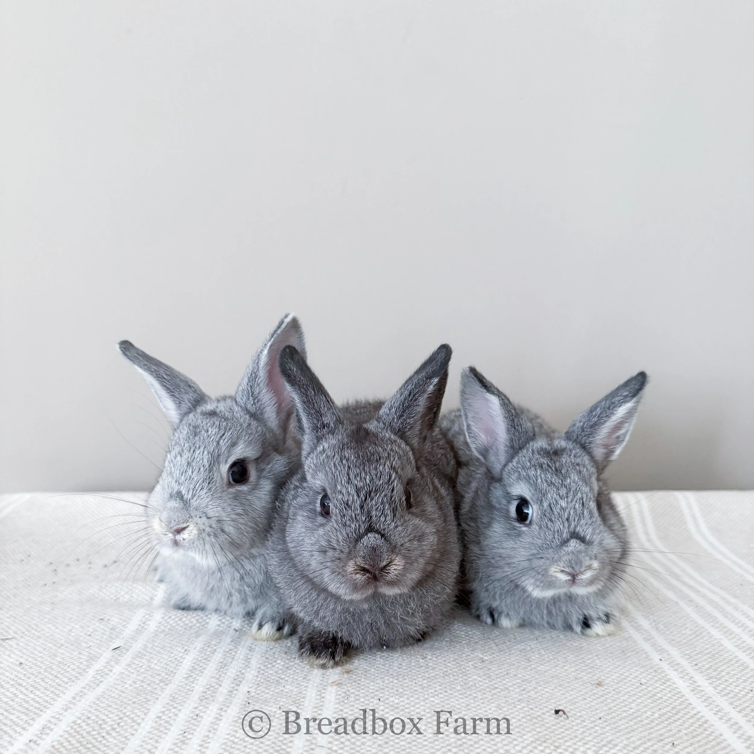Rescue Rabbits — Breadbox Farm