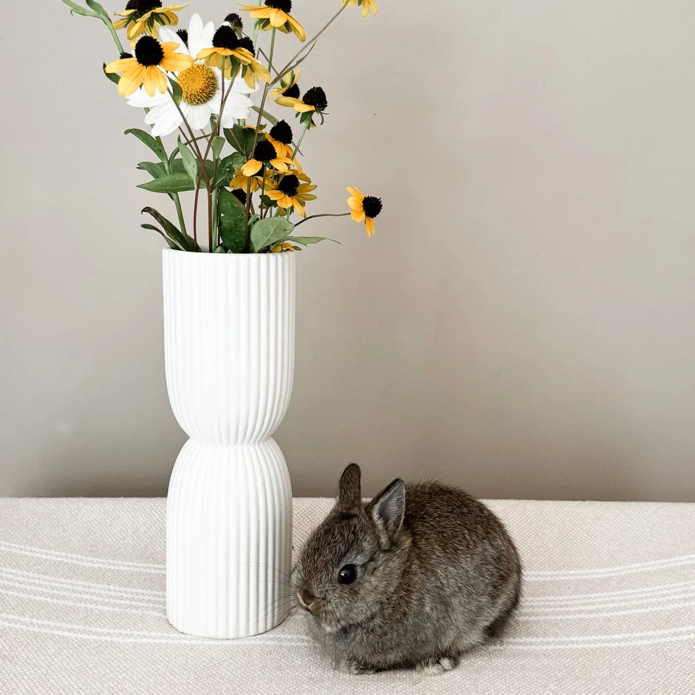 Young Netherland Dwarfs — Breadbox Farm