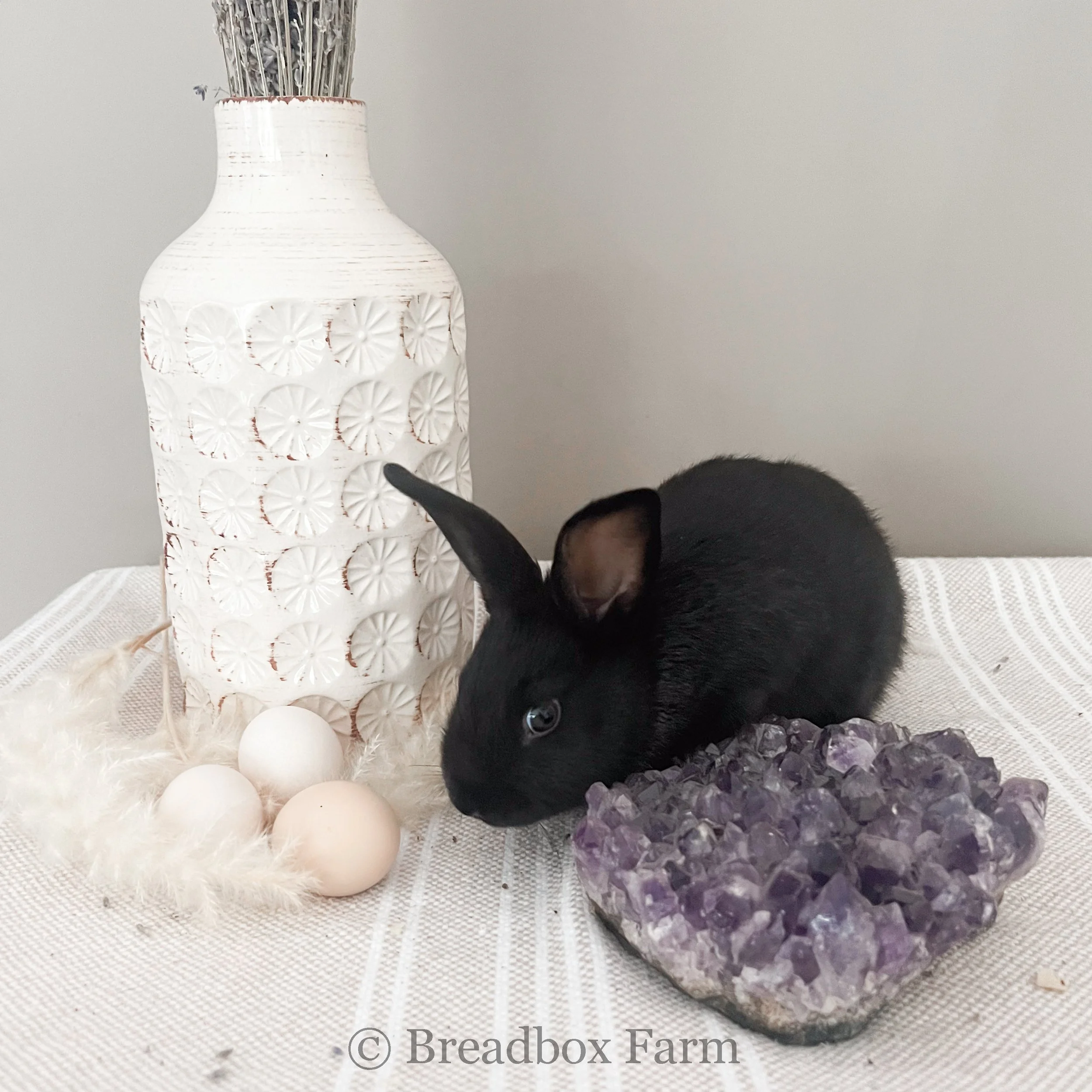 Rescue Rabbits — Breadbox Farm
