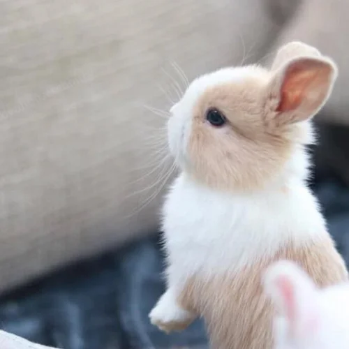 The Varieties and Genetics of White Rabbits — Breadbox Farm