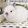 The Varieties and Genetics of White Rabbits — Breadbox Farm