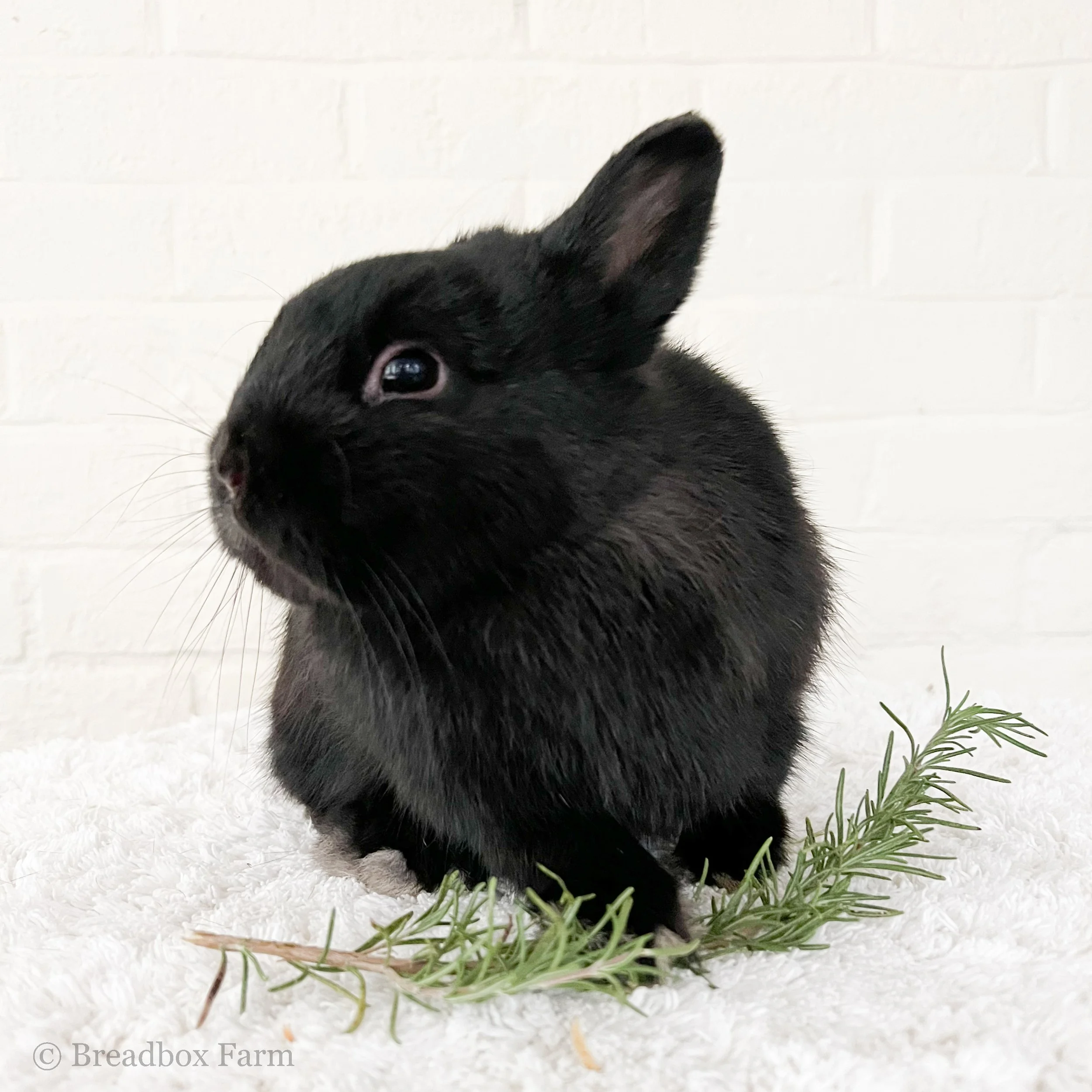 Adult Netherland Dwarfs — Breadbox Farm