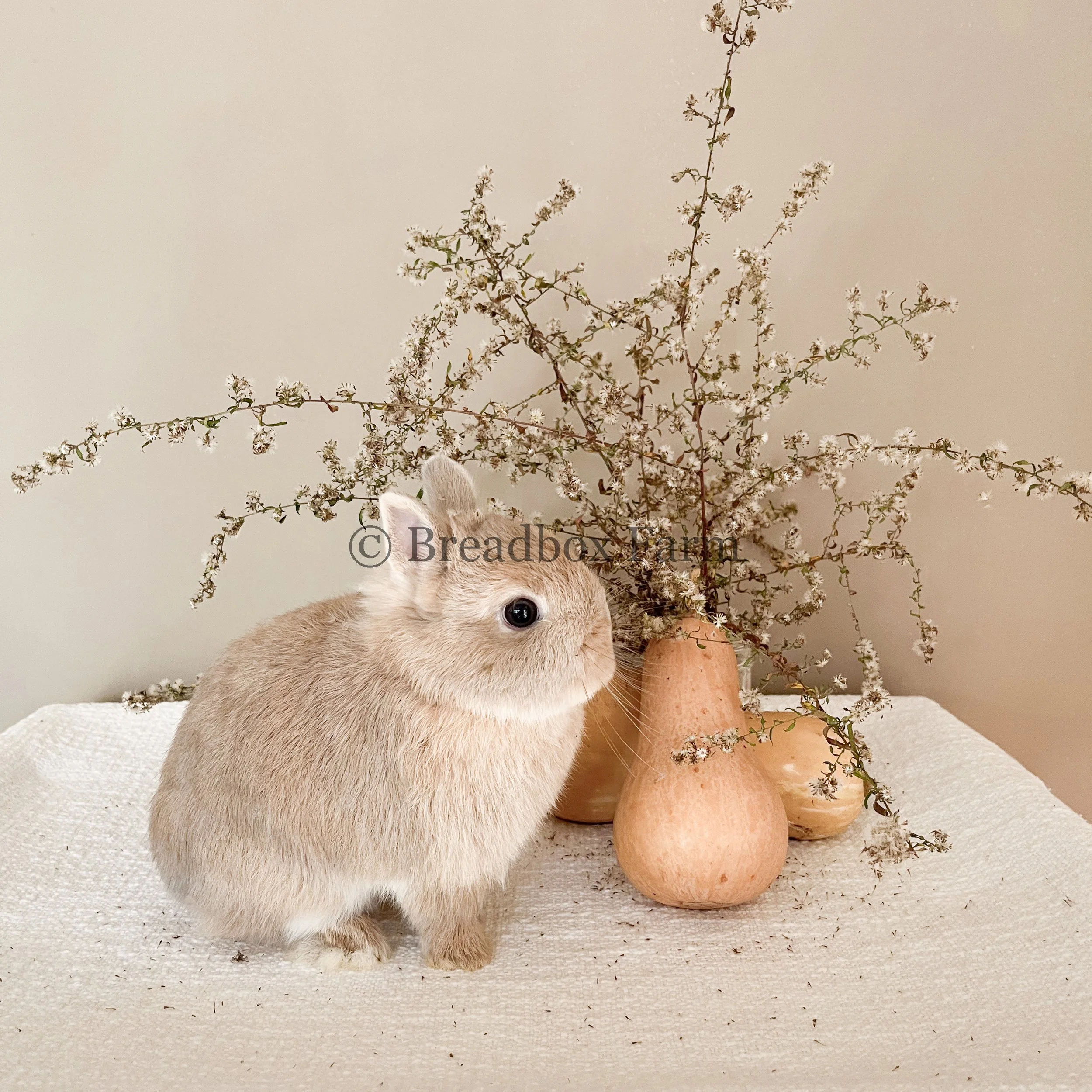 Adult Netherland Dwarfs — Breadbox Farm