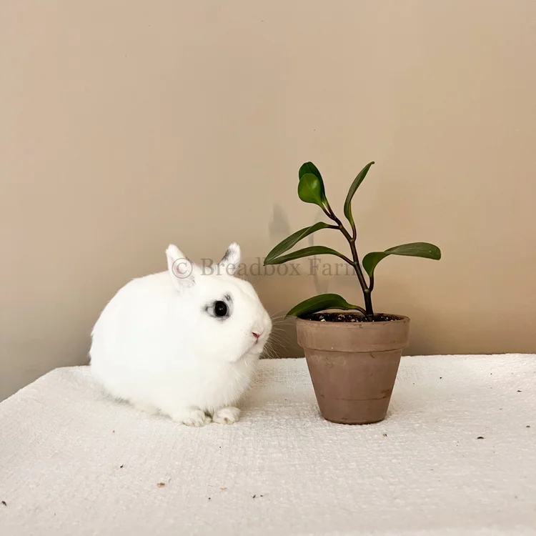 Adult Netherland Dwarfs — Breadbox Farm