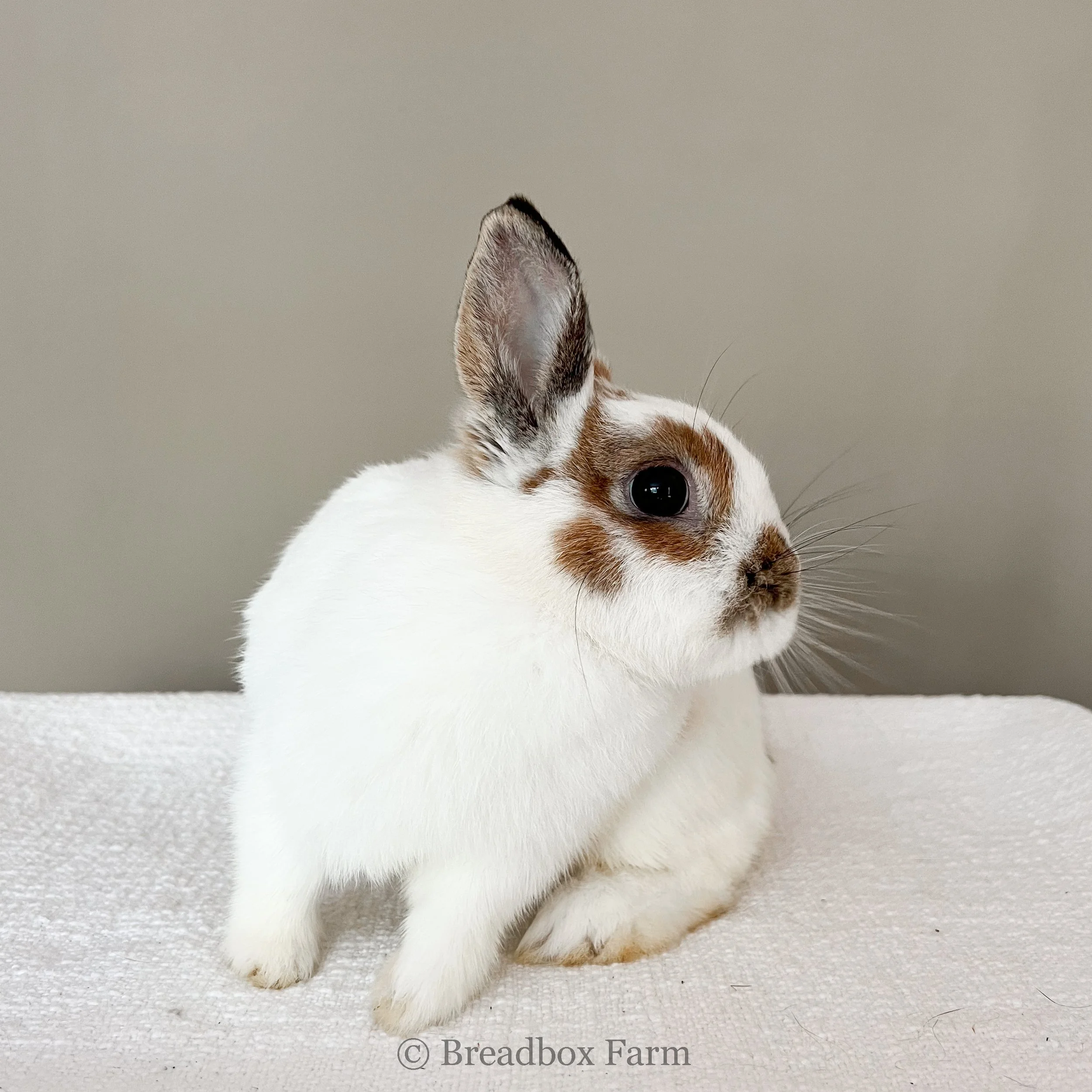 Services — Breadbox Farm