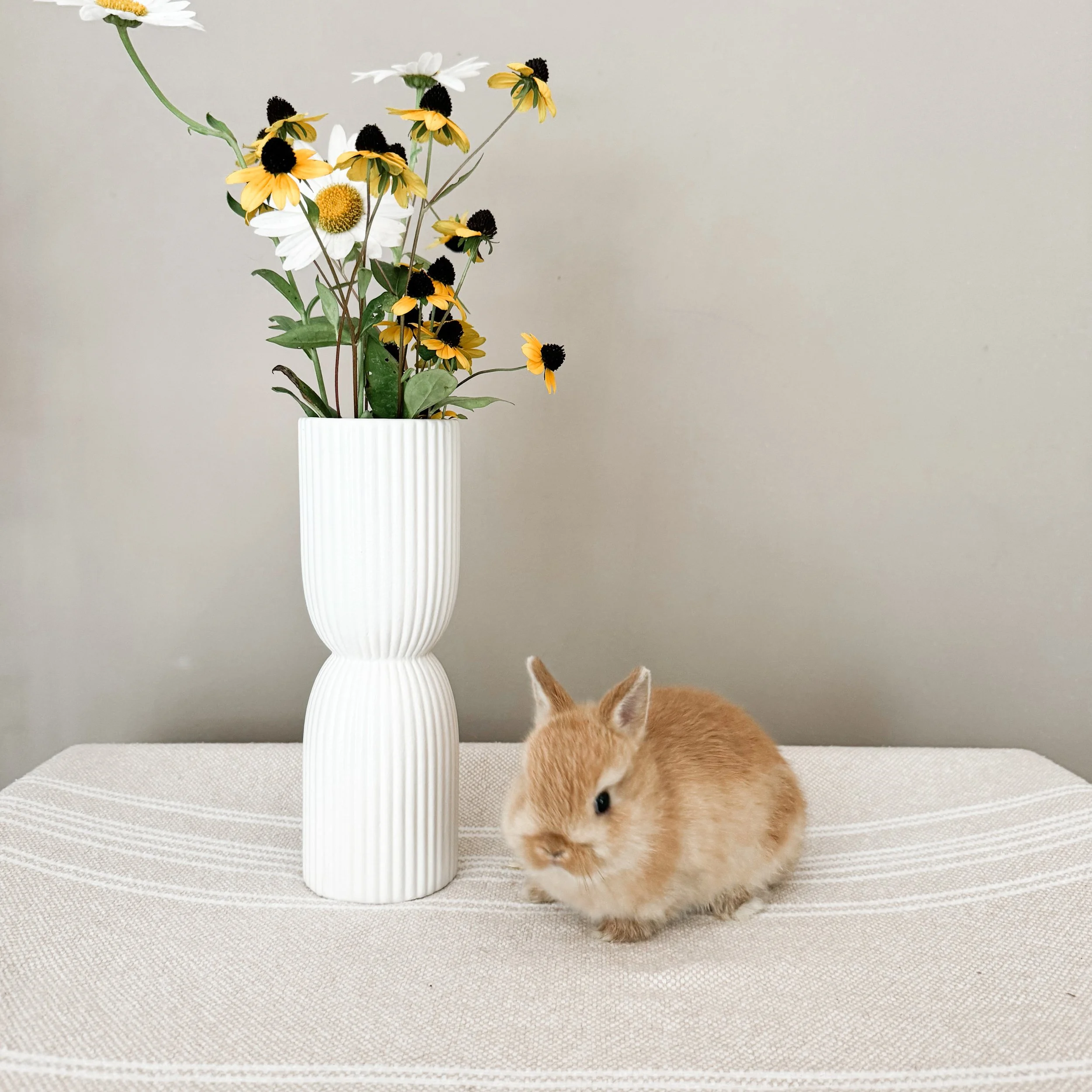 Young Netherland Dwarfs — Breadbox Farm
