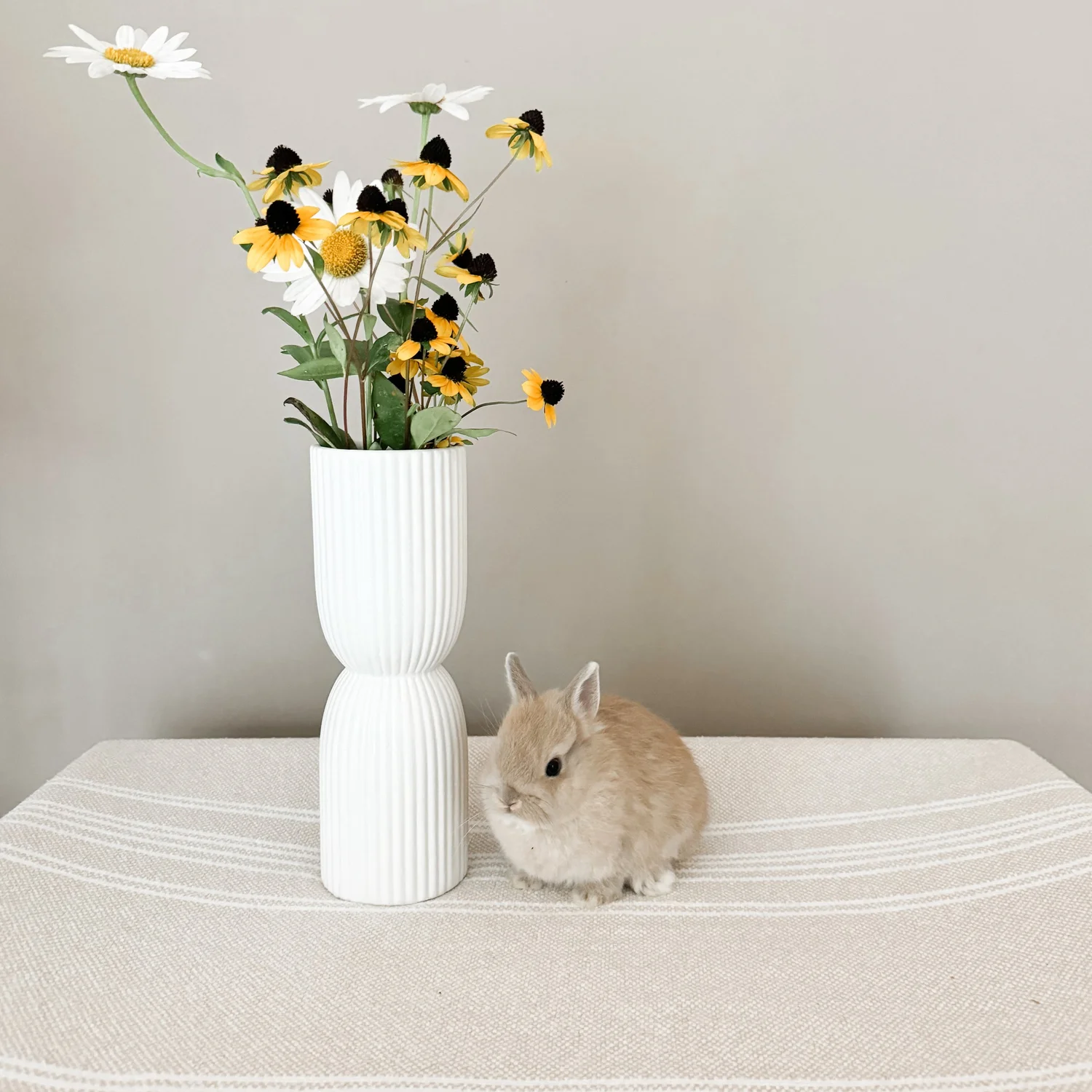 Young Netherland Dwarfs — Breadbox Farm
