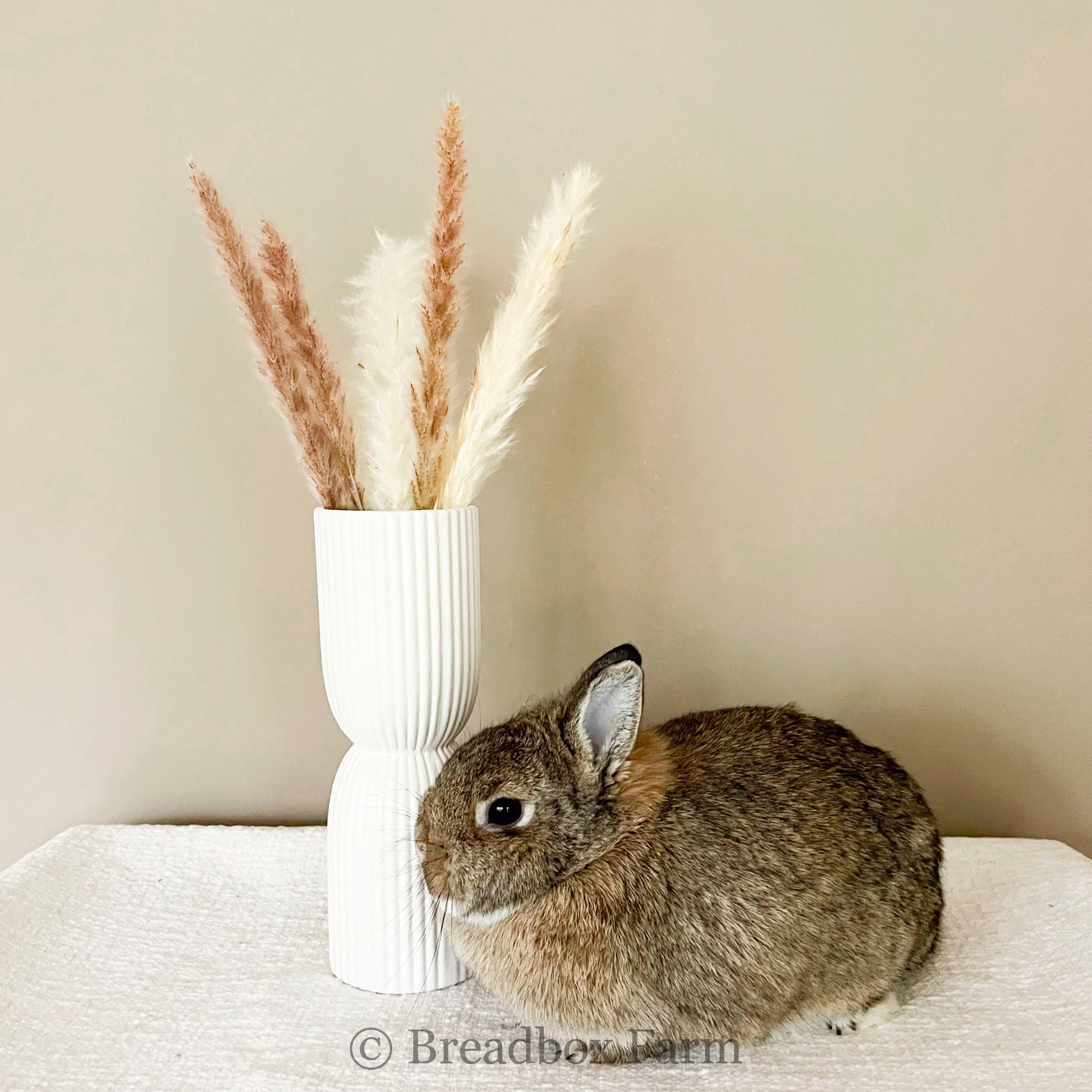 Adult Netherland Dwarfs — Breadbox Farm