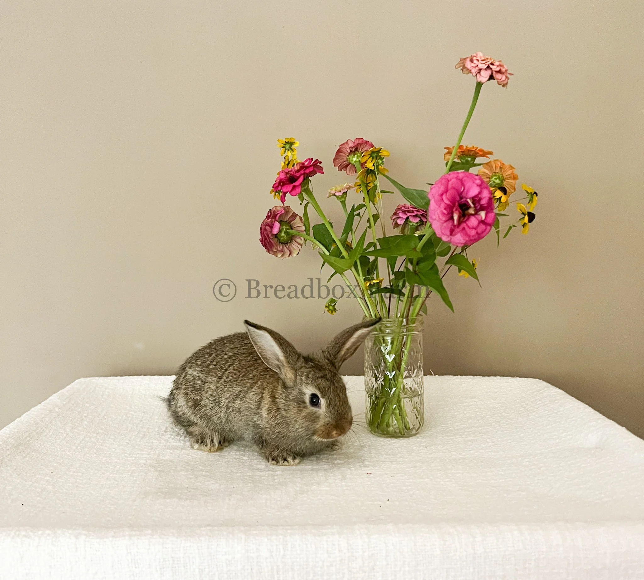 Rescue Rabbits — Breadbox Farm