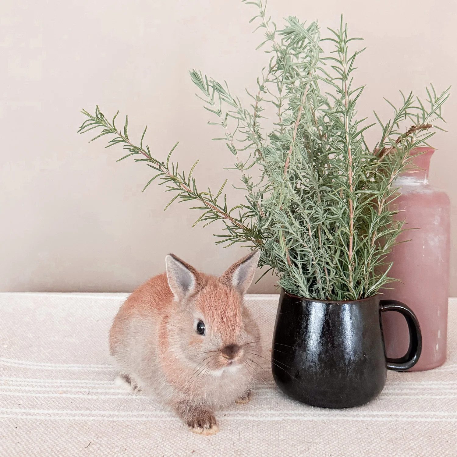 Young Netherland Dwarfs — Breadbox Farm