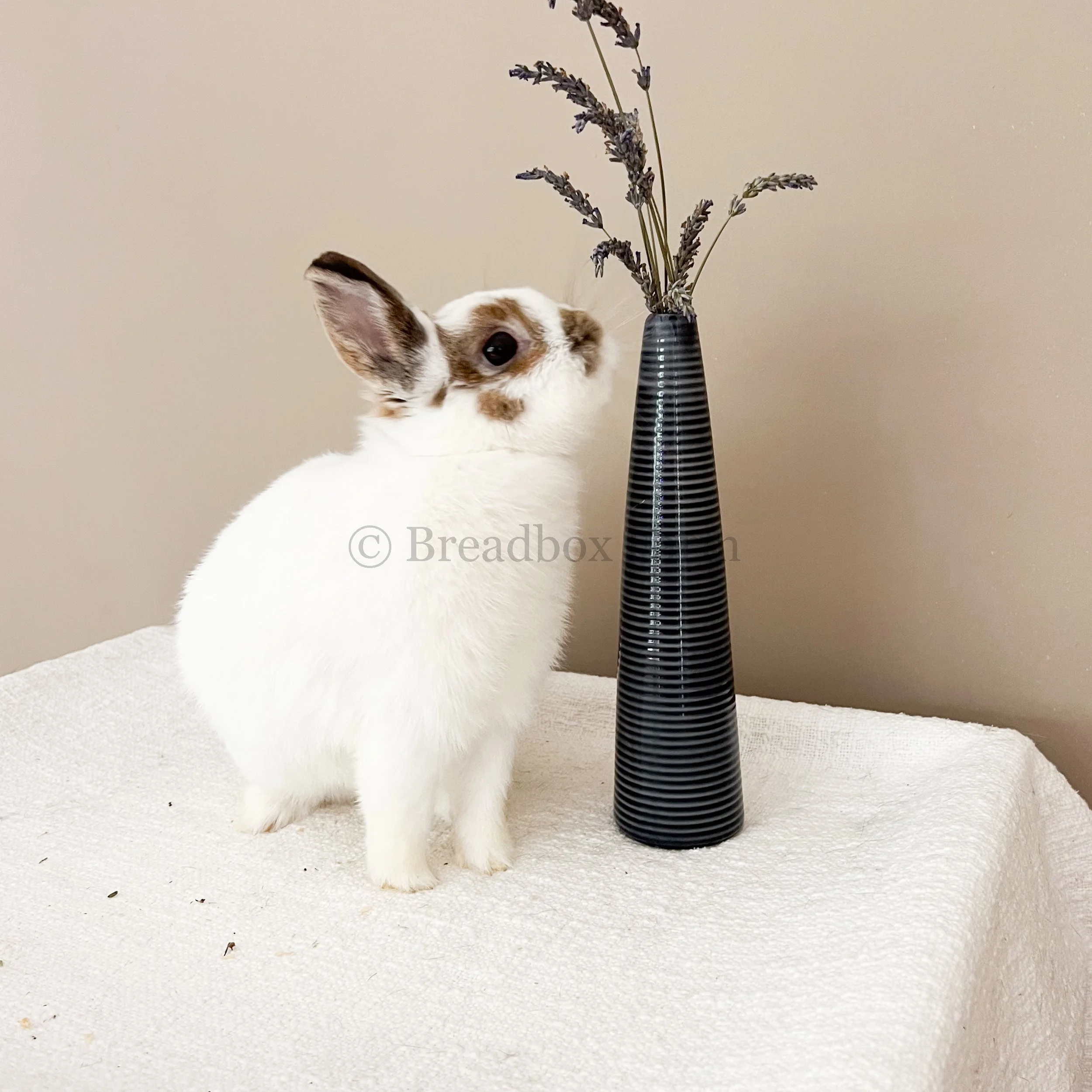Adult Netherland Dwarfs — Breadbox Farm