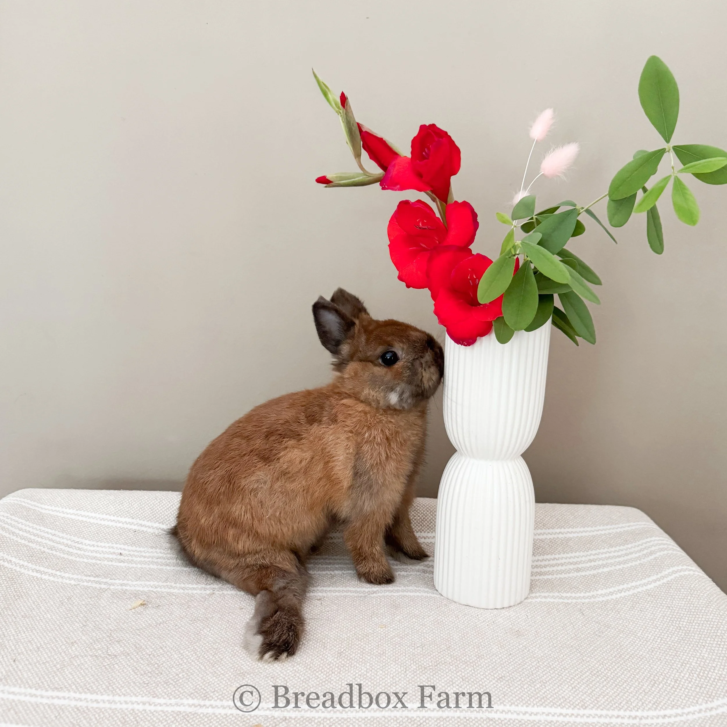 Adult Netherland Dwarfs — Breadbox Farm