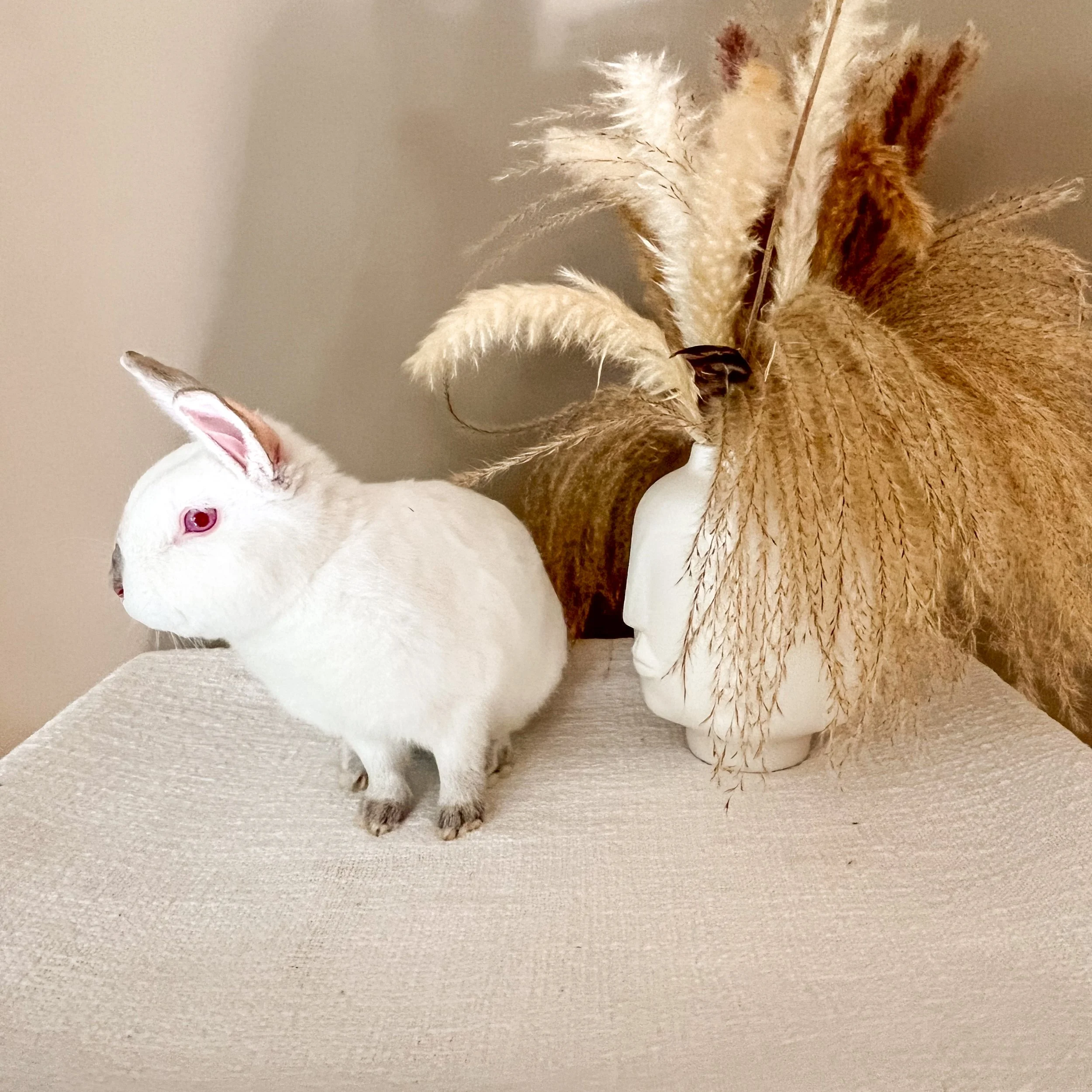 Rescue Rabbits — Breadbox Farm