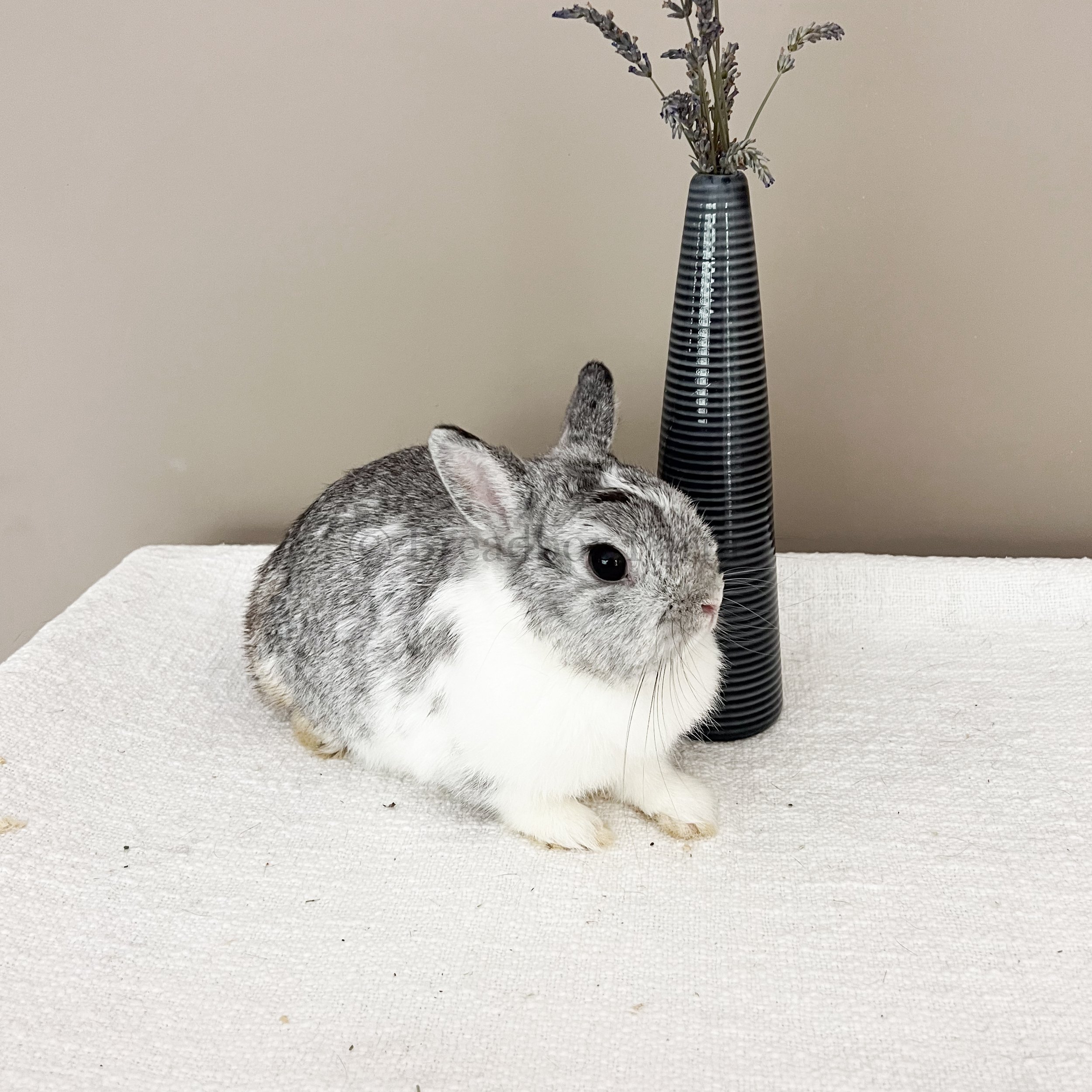 Adult Netherland Dwarfs — Breadbox Farm