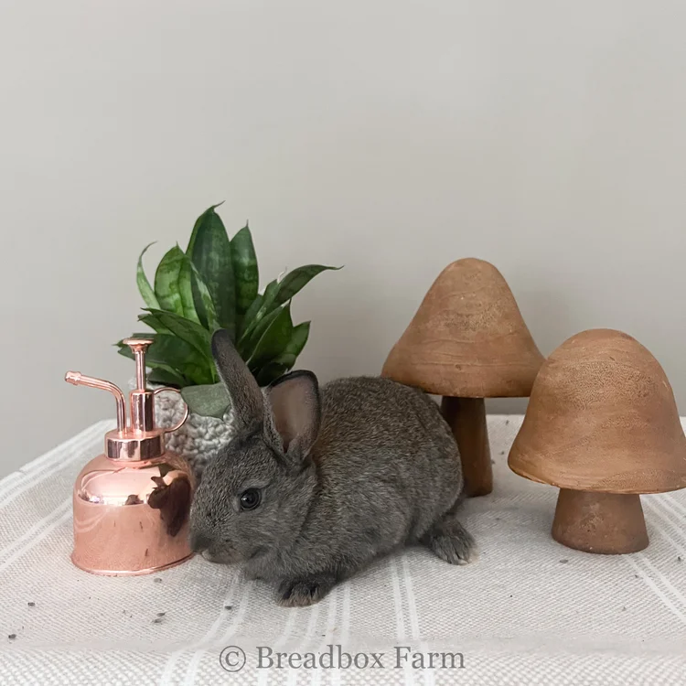 Rescue Rabbits — Breadbox Farm