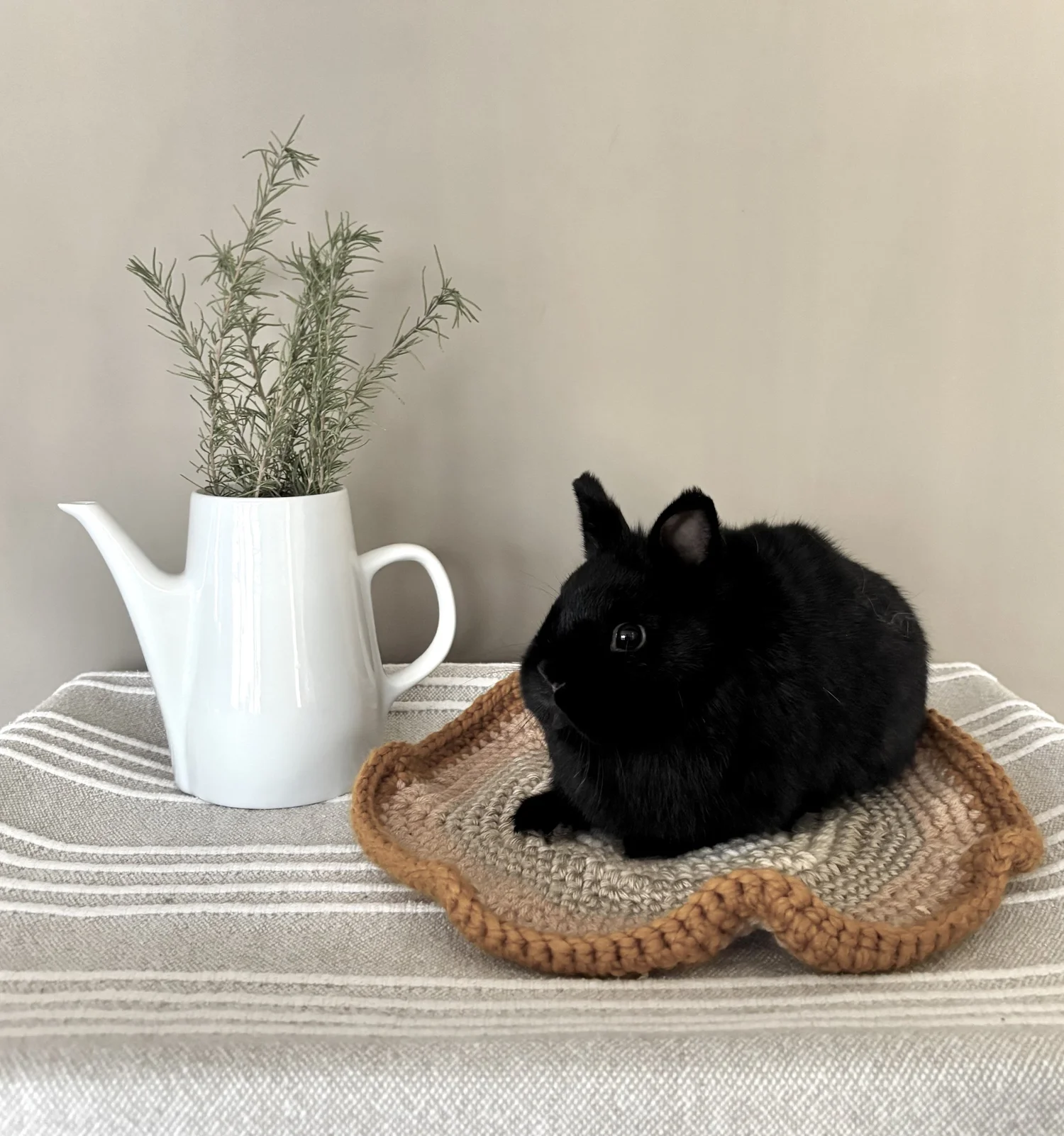 Young Netherland Dwarfs — Breadbox Farm