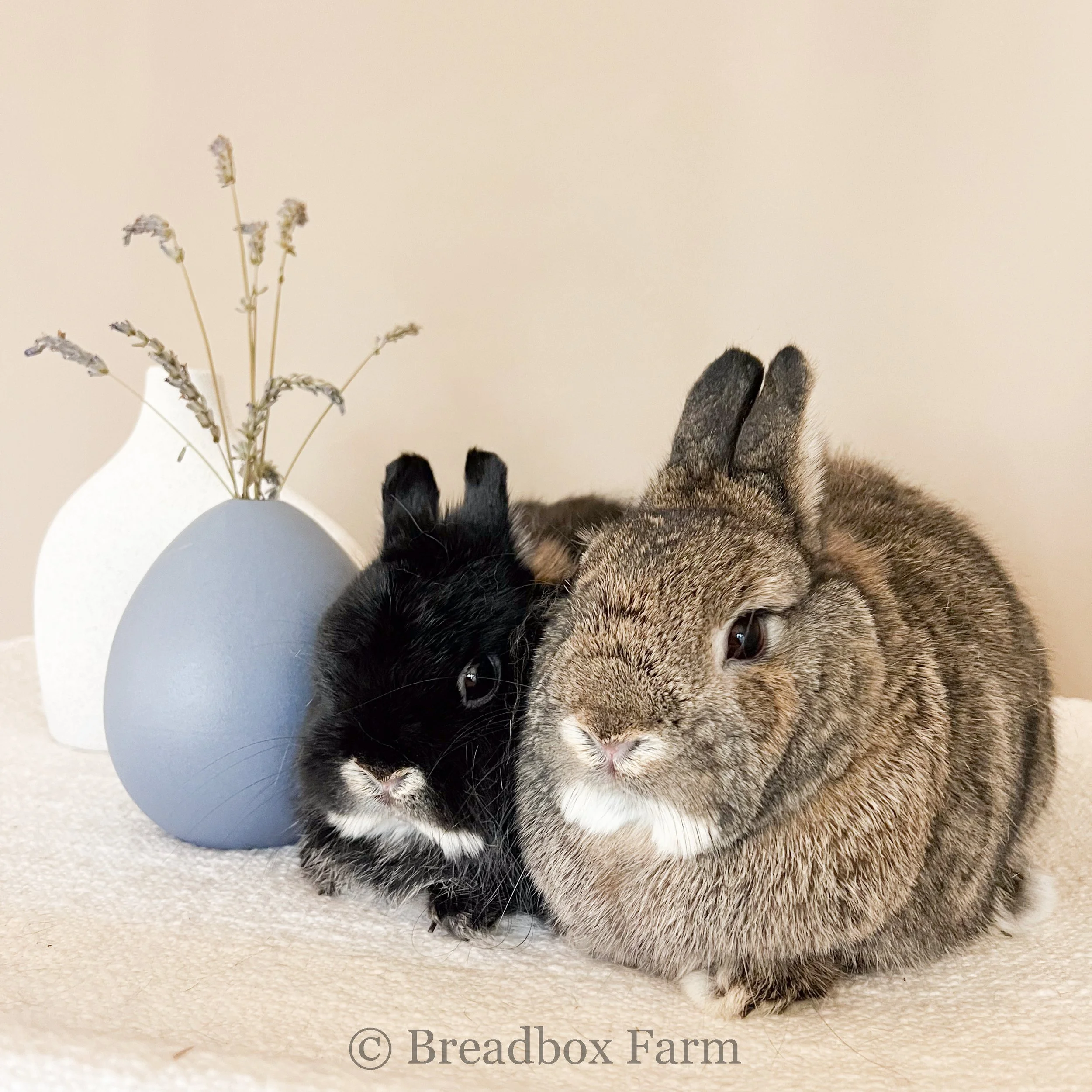Rescue Rabbits — Breadbox Farm