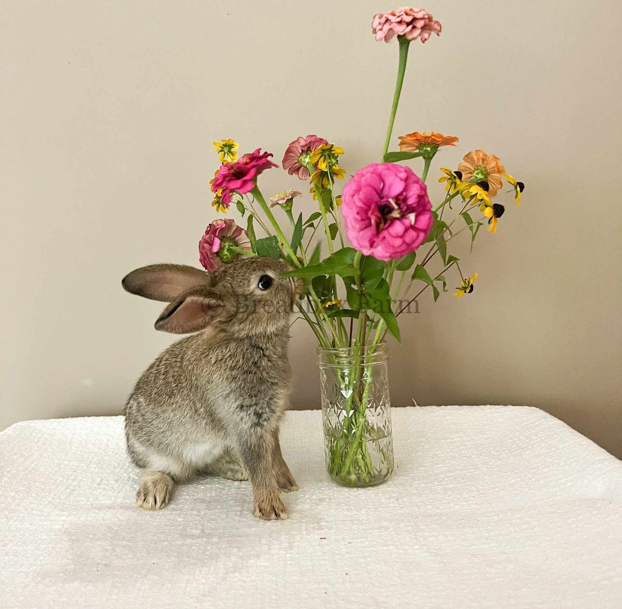 Rescue Rabbits — Breadbox Farm