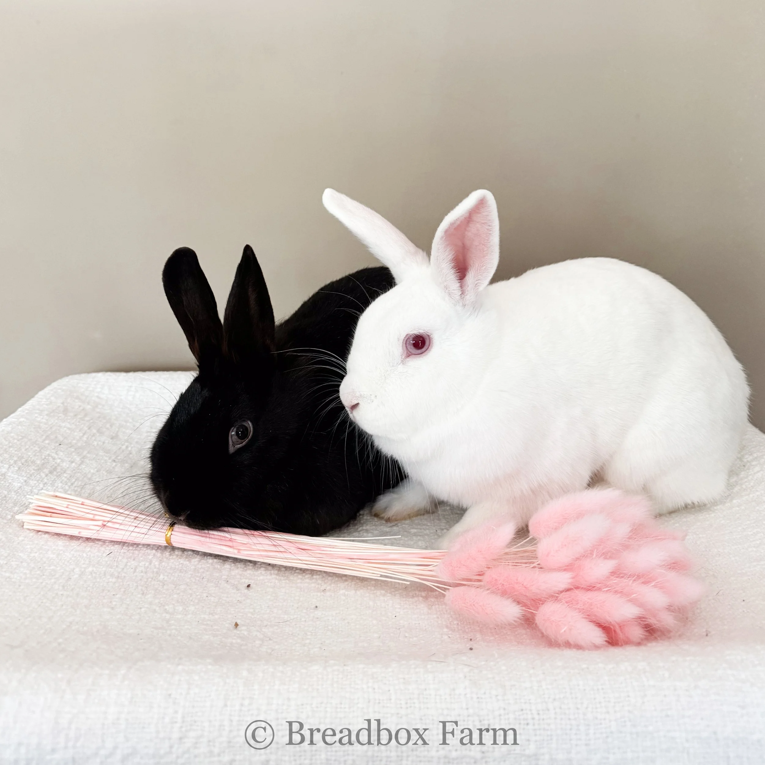 Rescue Rabbits — Breadbox Farm