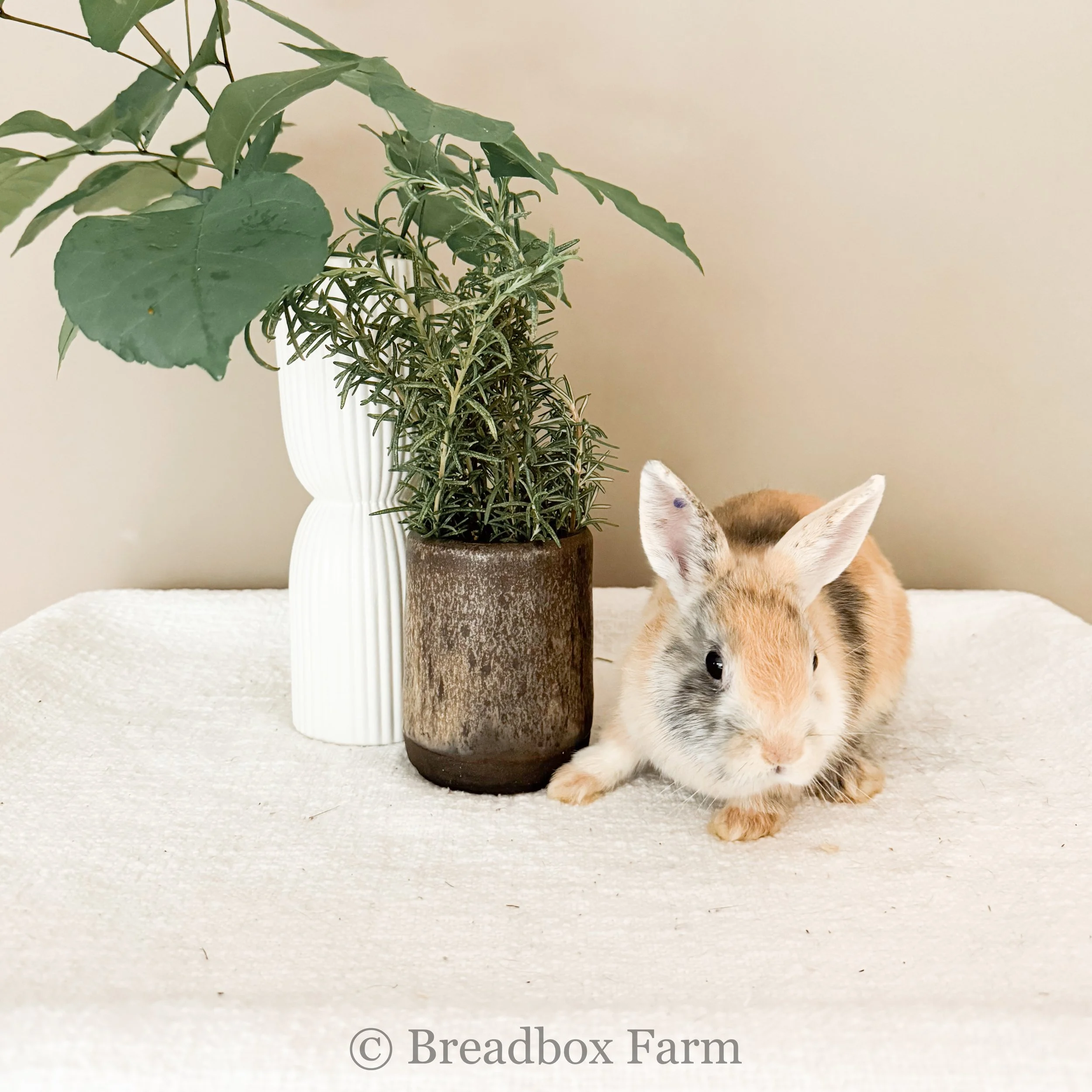 Young Netherland Dwarfs — Breadbox Farm