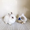Adult Netherland Dwarfs — Breadbox Farm