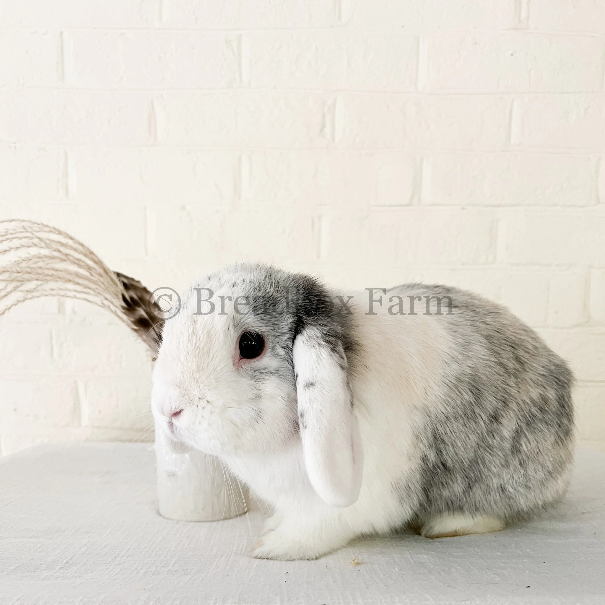 Services — Breadbox Farm