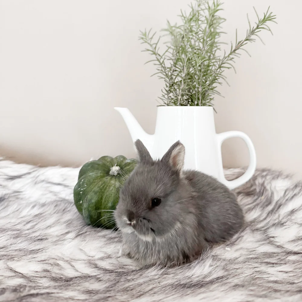 Young Netherland Dwarfs — Breadbox Farm