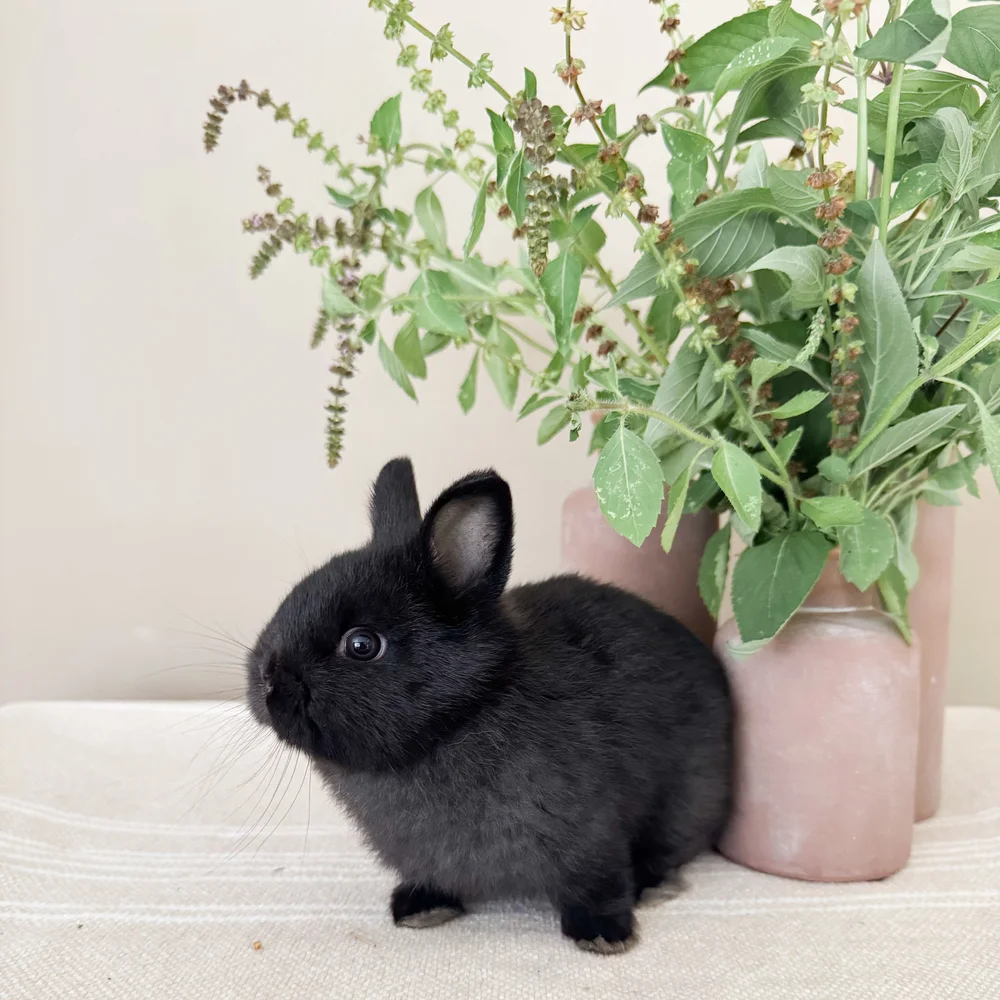 Young Netherland Dwarfs — Breadbox Farm