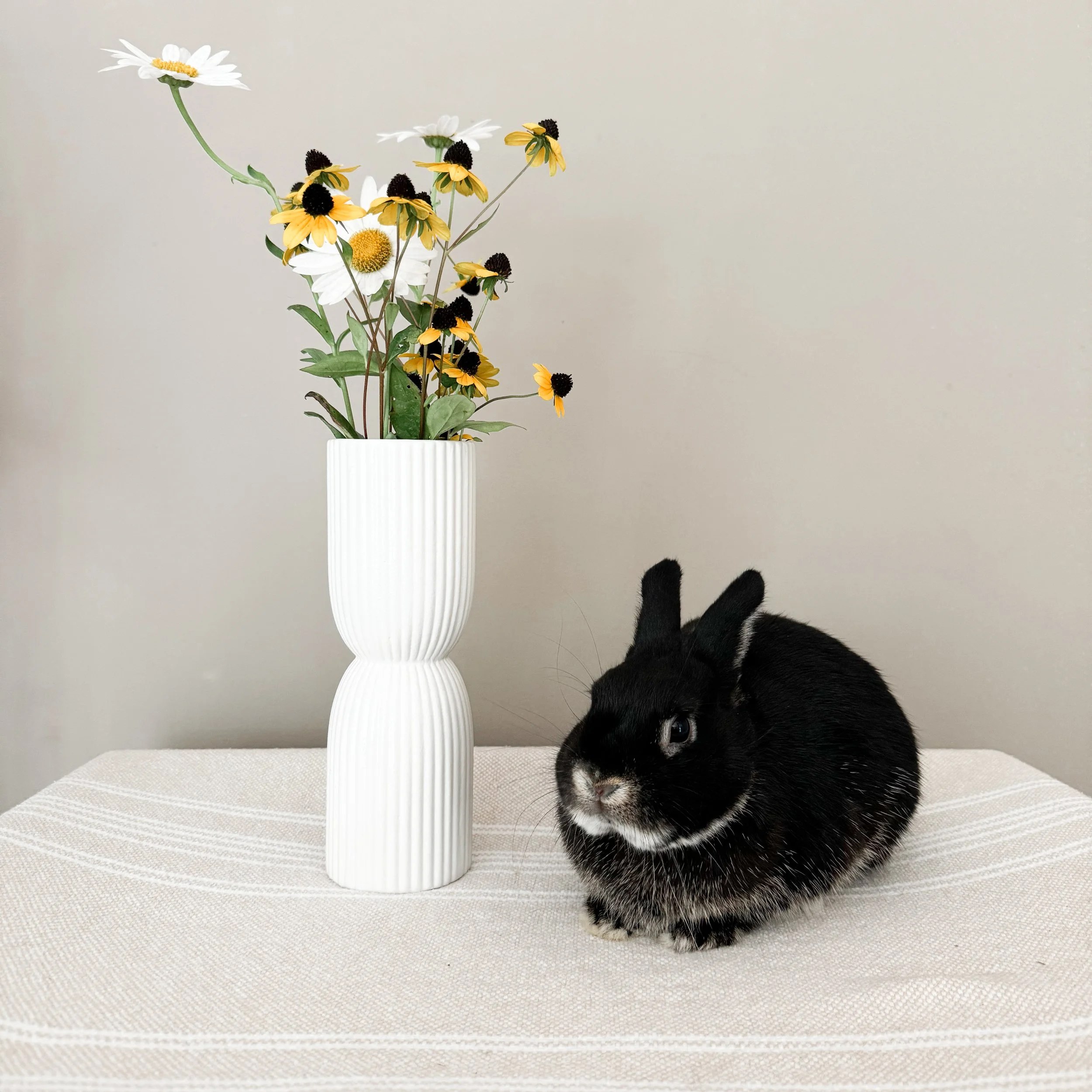 Adult Netherland Dwarfs — Breadbox Farm