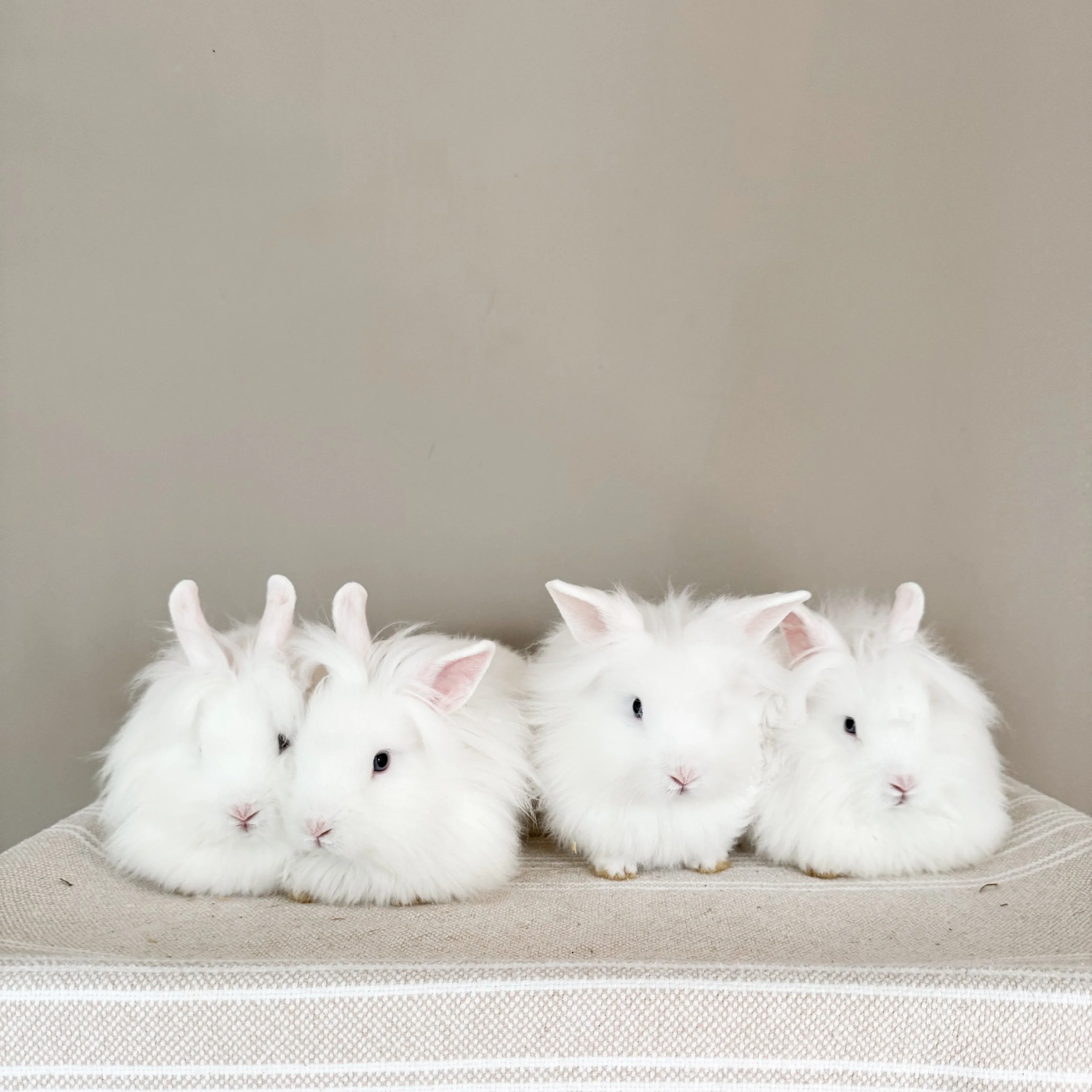 Rescue Rabbits — Breadbox Farm