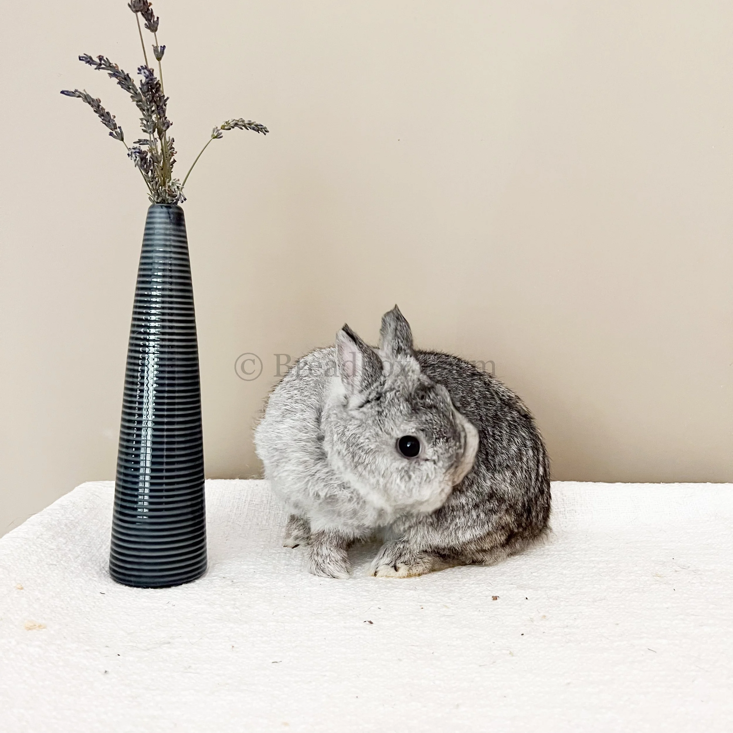 Adult Netherland Dwarfs — Breadbox Farm