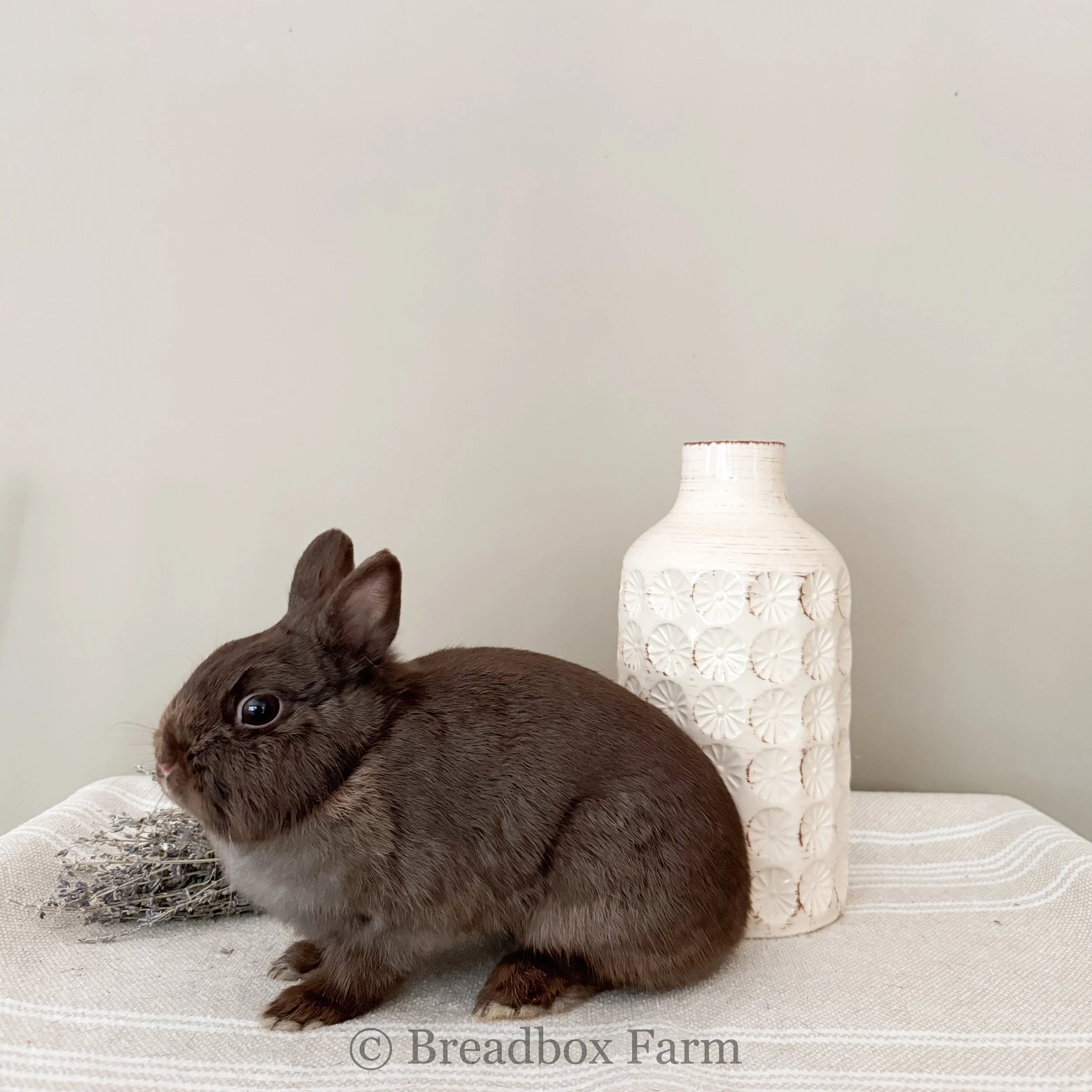 Rescue Rabbits — Breadbox Farm