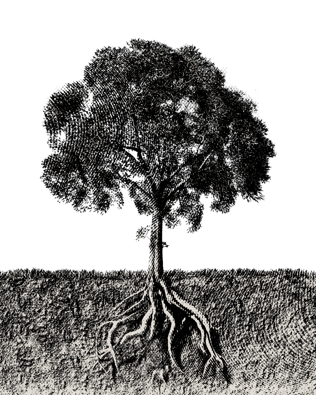 Indigenous Faculty Forum — NNACoE