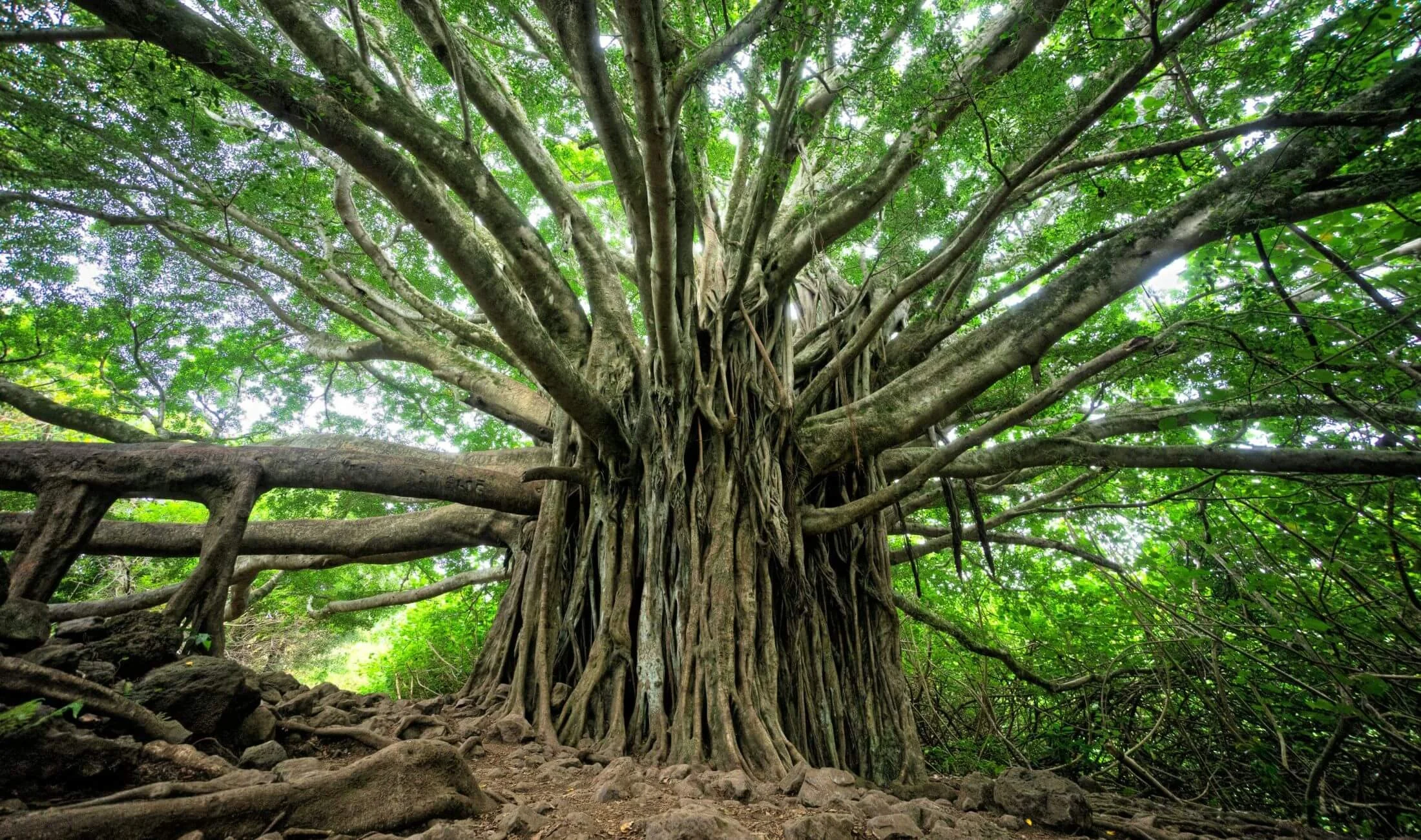 Rooted and Reaching: What Trees Teach Us About Mental Health ...
