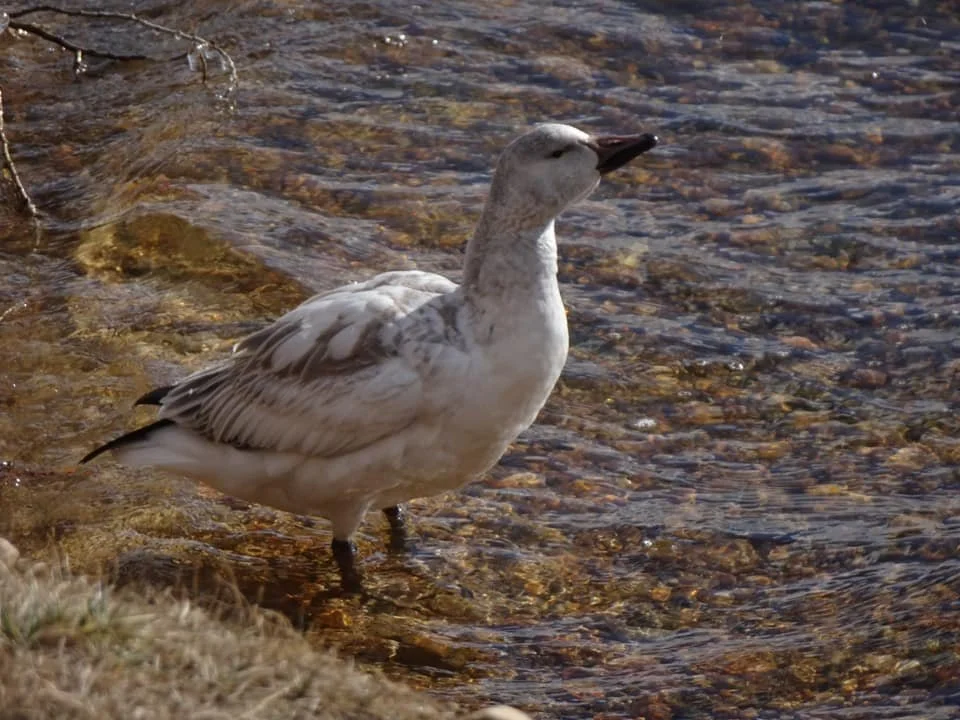 From the Archives: Feathered Friday - The Snow Goose — Estes Valley ...