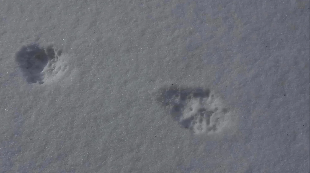 Wildlife Wednesday — Anatomy of a Red fox track — Estes Valley ...