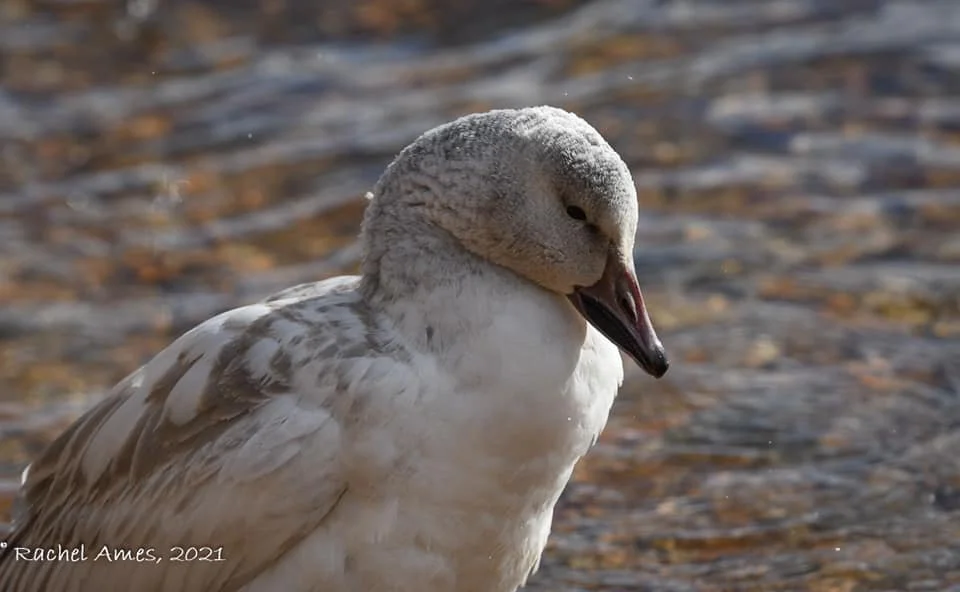 From the Archives: Feathered Friday - The Snow Goose — Estes Valley ...