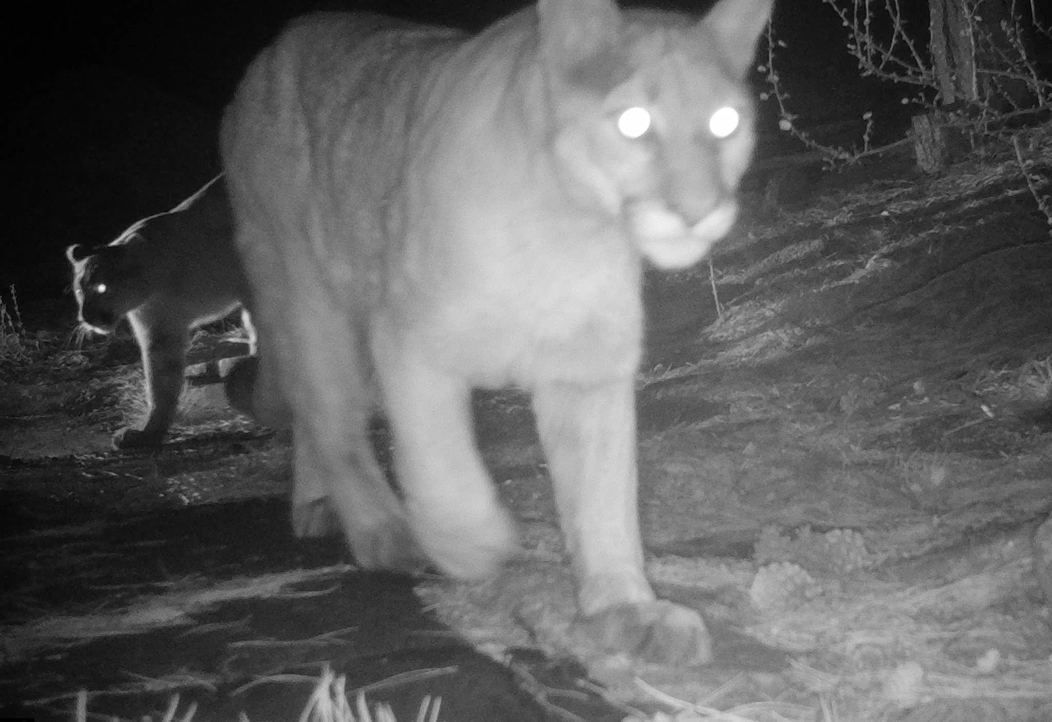 Wildlife Wednesday: Mountain lions, Part 4 - The Hunter — Estes Valley ...