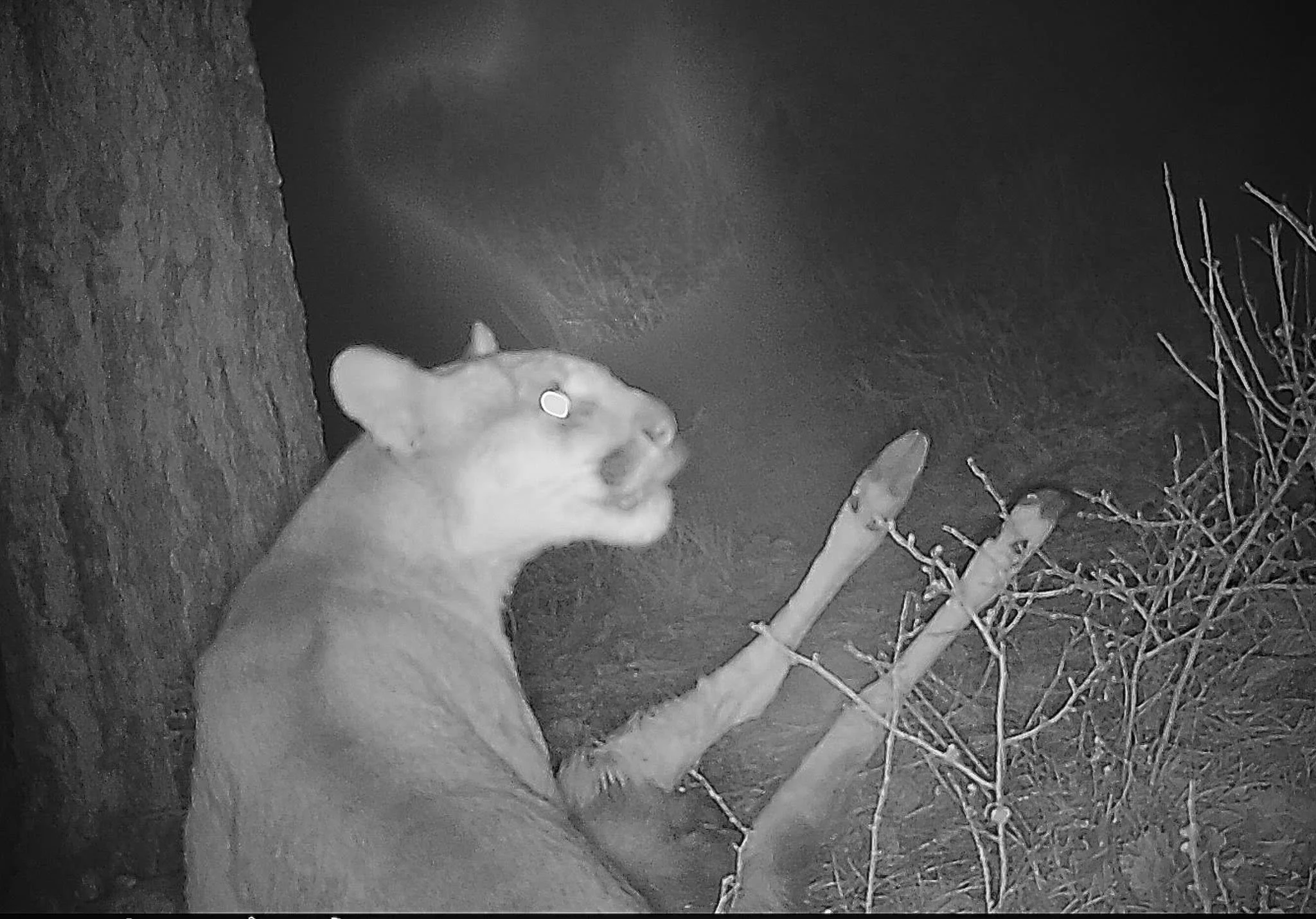 Wildlife Wednesday: Mountain lions, Part 6 - The hunt — Estes Valley ...