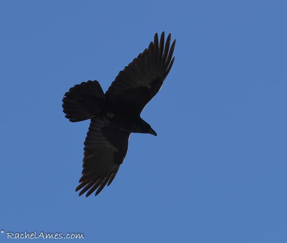 From the archives: feathered Fridays - the Raven — Estes Valley ...