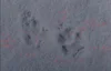 Wildlife Wednesday — Anatomy of a Red fox track — Estes Valley ...