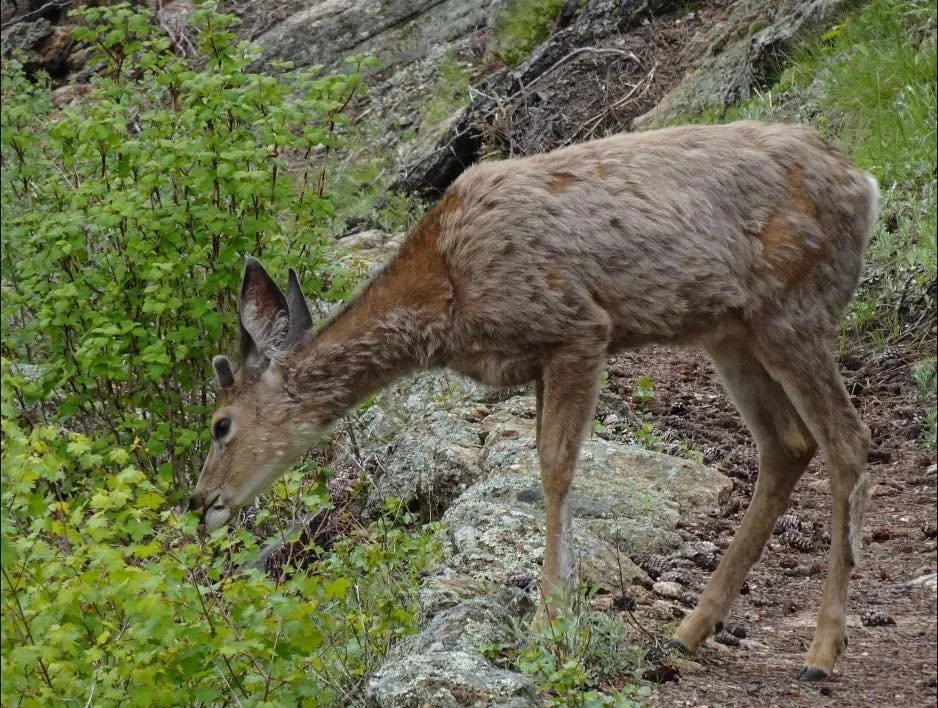 Wildlife Wednesday - Changing Of The Guard — Estes Valley Watershed ...