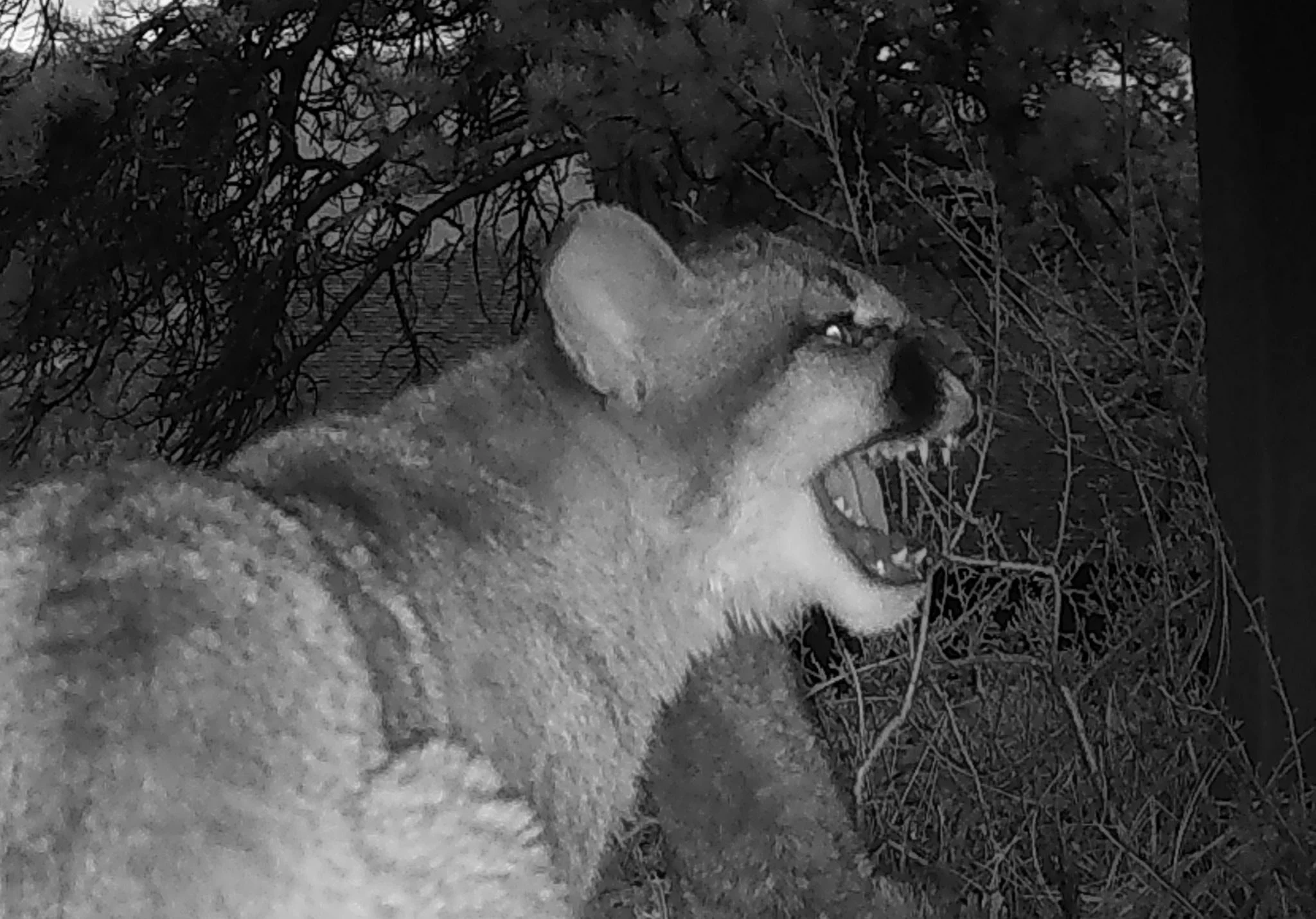 Wildlife Wednesday: Mountain Lions, Pt. 8 - The next Generation ...