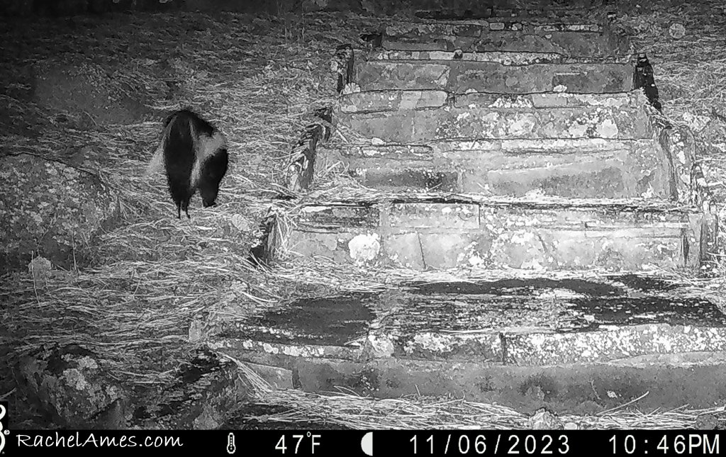 Wildlife Wednesday -- Western Spotted Skunk — Estes Valley Watershed ...